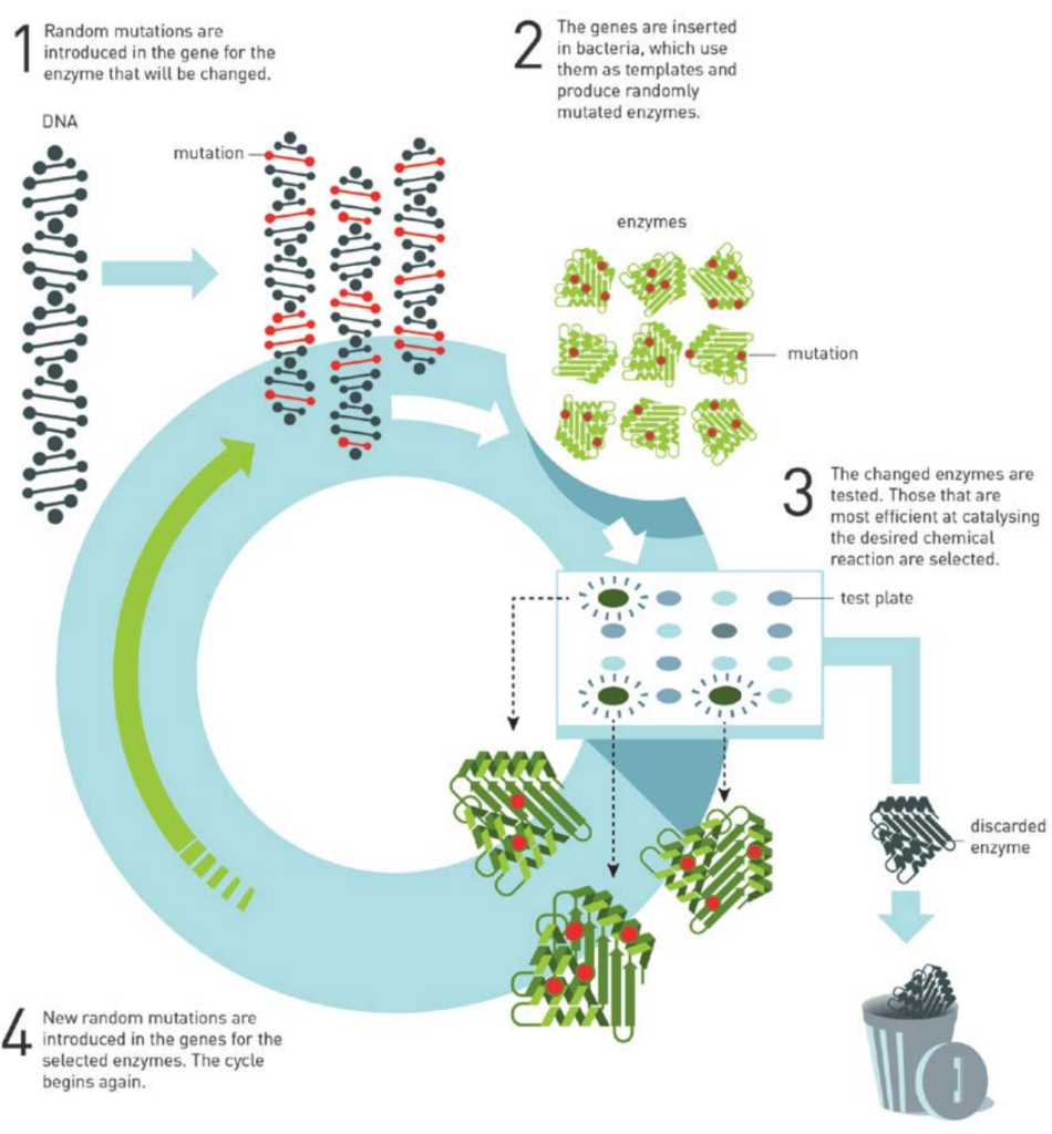 Directed Evolution と De novo 酵素デザインを組合わせた研究例 | 計算化学ポータルサイト | 計算化学.com